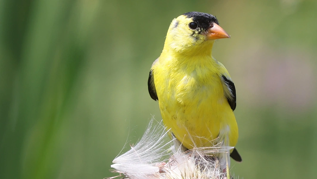 Creating a goldfinch-friendly yard