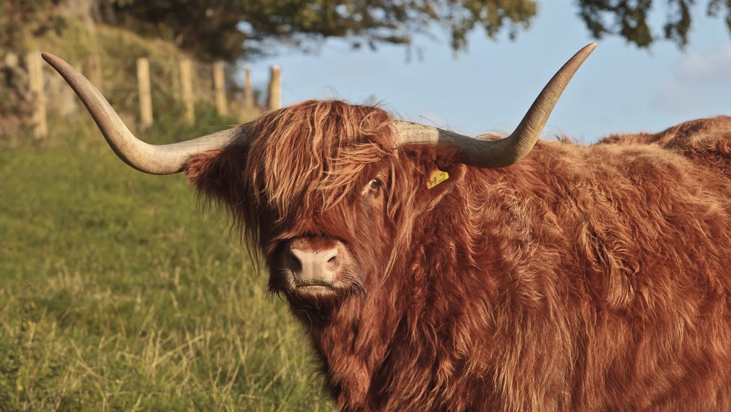 7 charming farm animals in morning scenes