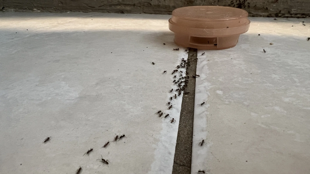 8 effective ant killers for indoor and outdoor use