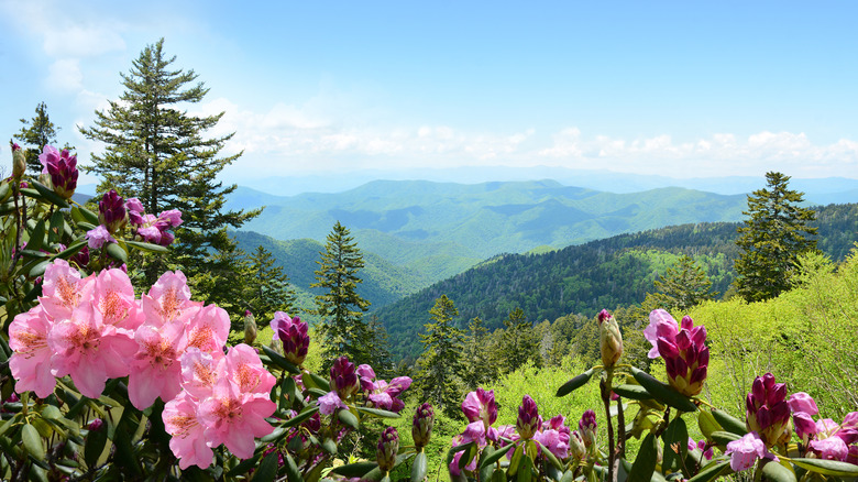 15 best native plants to grow if you live in the Southeast