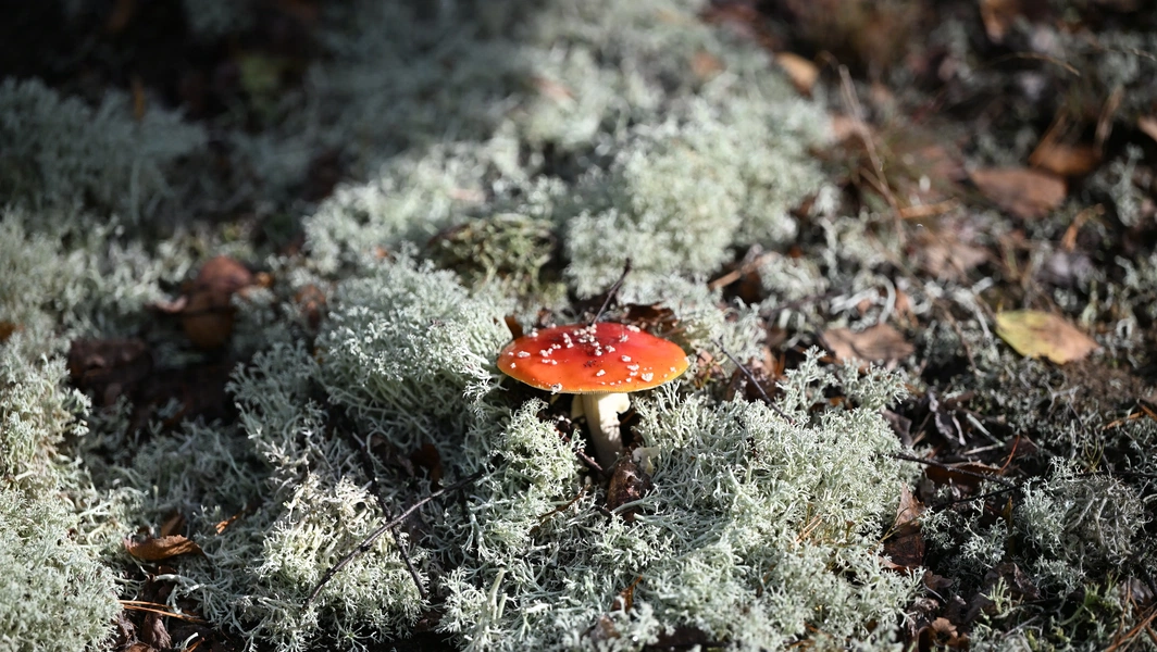 6 unusual and striking fungi from around the world