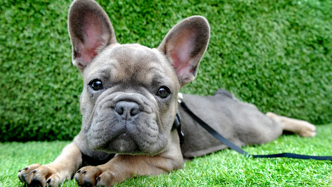 10 Popular Pets For Every Lifestyle