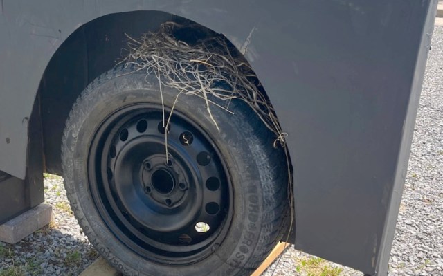 Ice storm toppled a robin's old nesting tree, so she moved into a ...