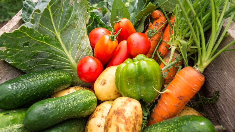 22 cucumber companion plants you can rely on for healthier crops