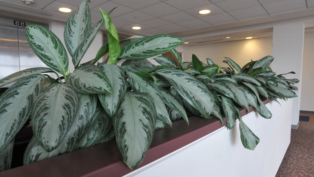 Office plant etiquette and care in shared workspaces