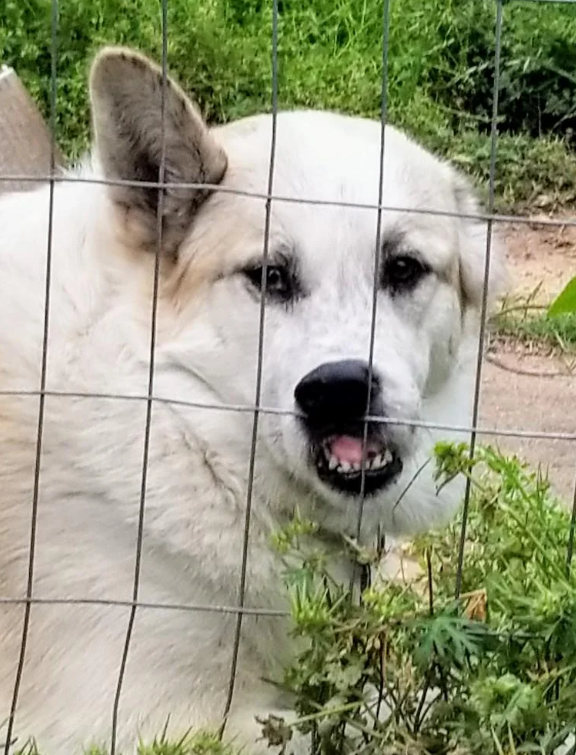 20 goofy good boys who put the capital duh in derp