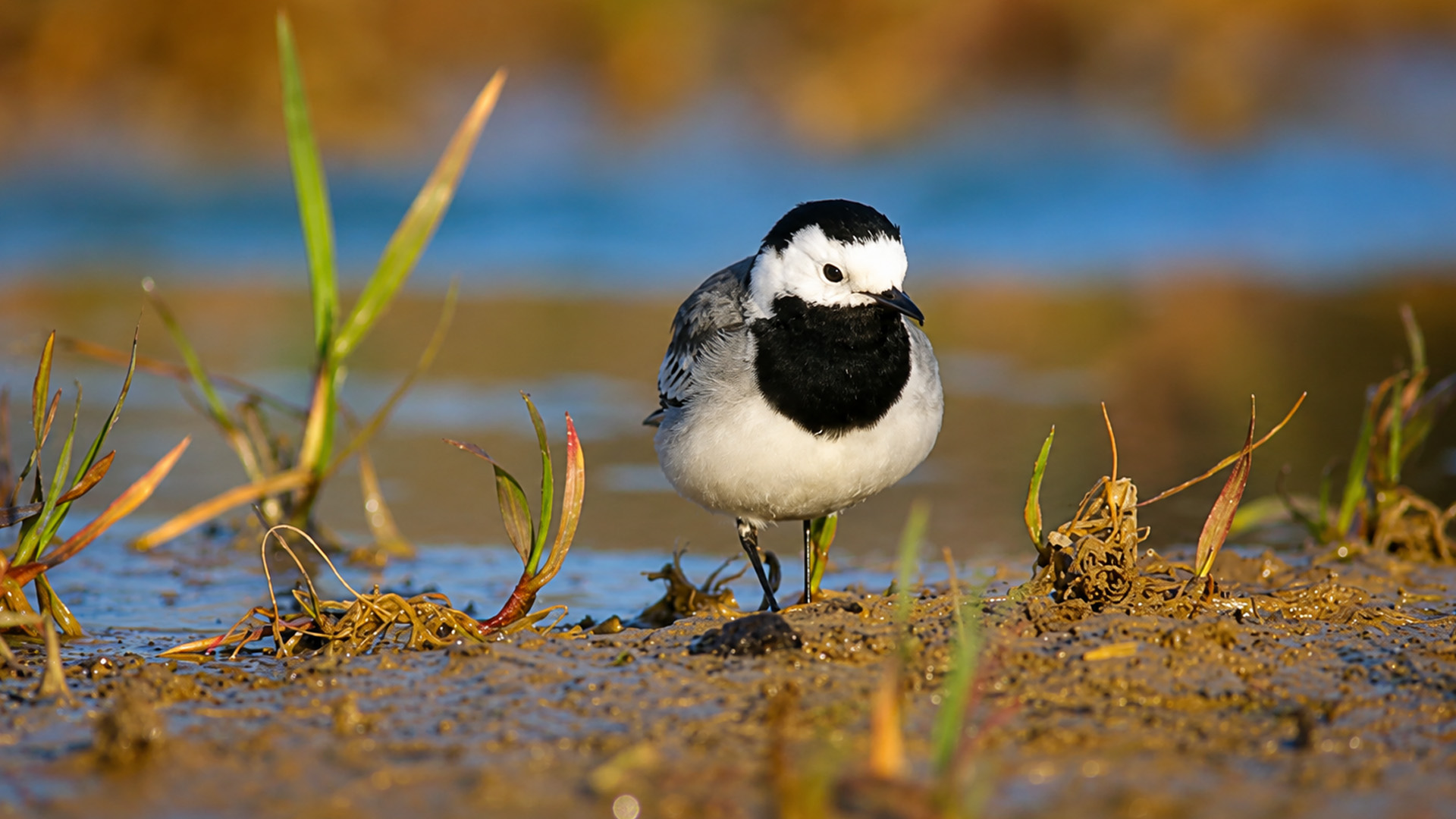 Trail camera records a tiny white wagtail along the water's edge