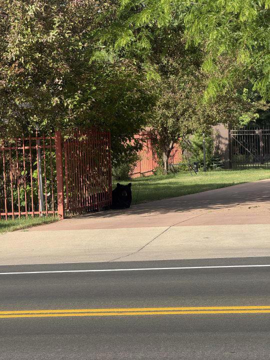 Two black bears hang out on west side Colorado Springs' driveway