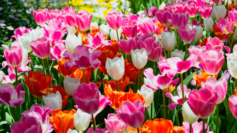 10 varieties of self-pollinating flowers to brighten a garden with ...
