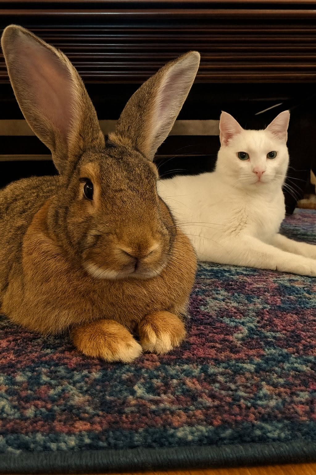 Gatto peggiora in poche ore, poi il coniglio Bo gli resta accanto e ...