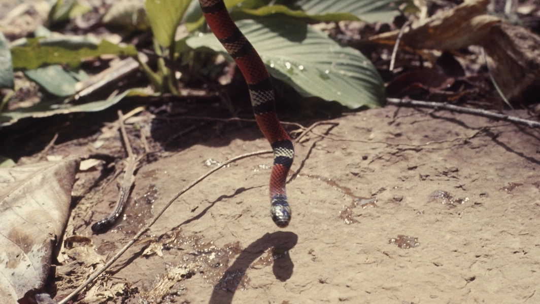 Coral snake venom: Anatomy, effects, and safety