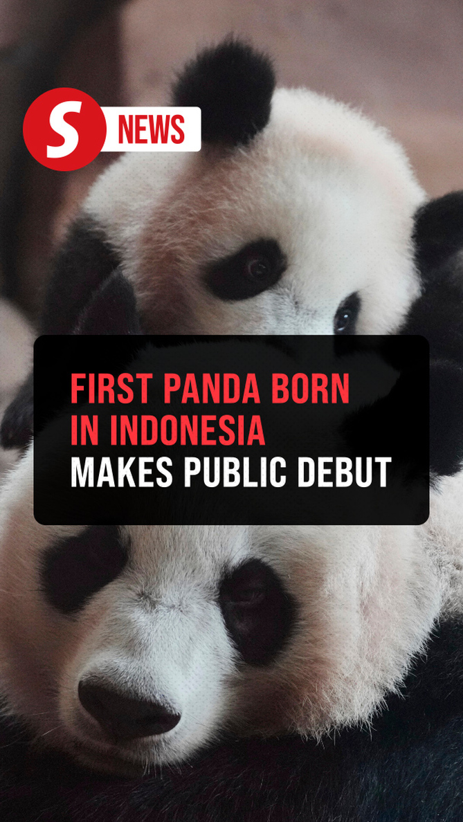 Indonesia's first baby panda delights crowds at Bogor zoo