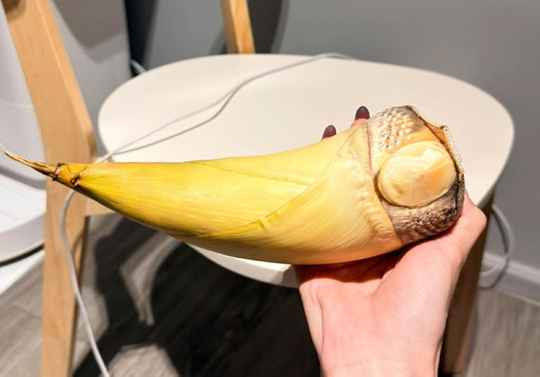 Not tusk luck! Thai traveller’s giant bamboo shoot mistaken for ivory ...