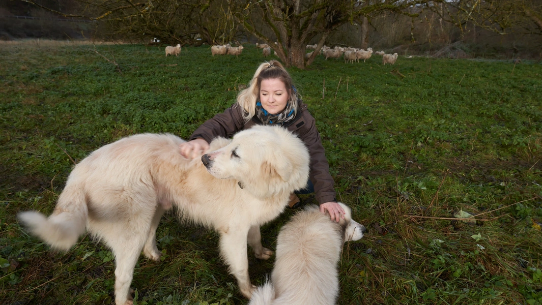 9 guard dog breeds for urban and rural protection