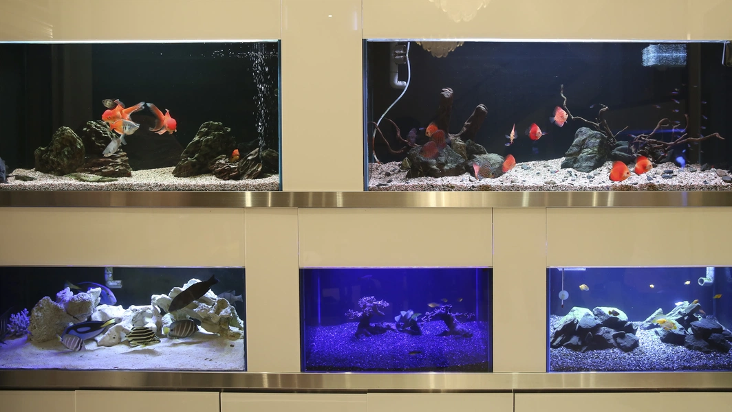 Beginner’s steps to a thriving home aquarium