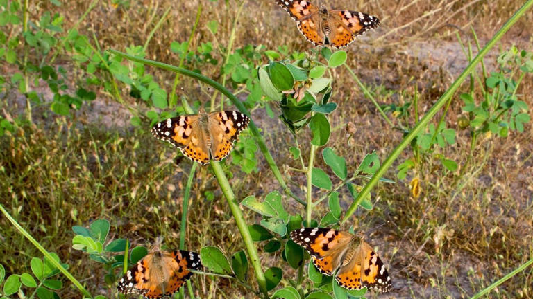 La mariposa que desafía continentes: 7.000 kilómetros de vuelo y una ...