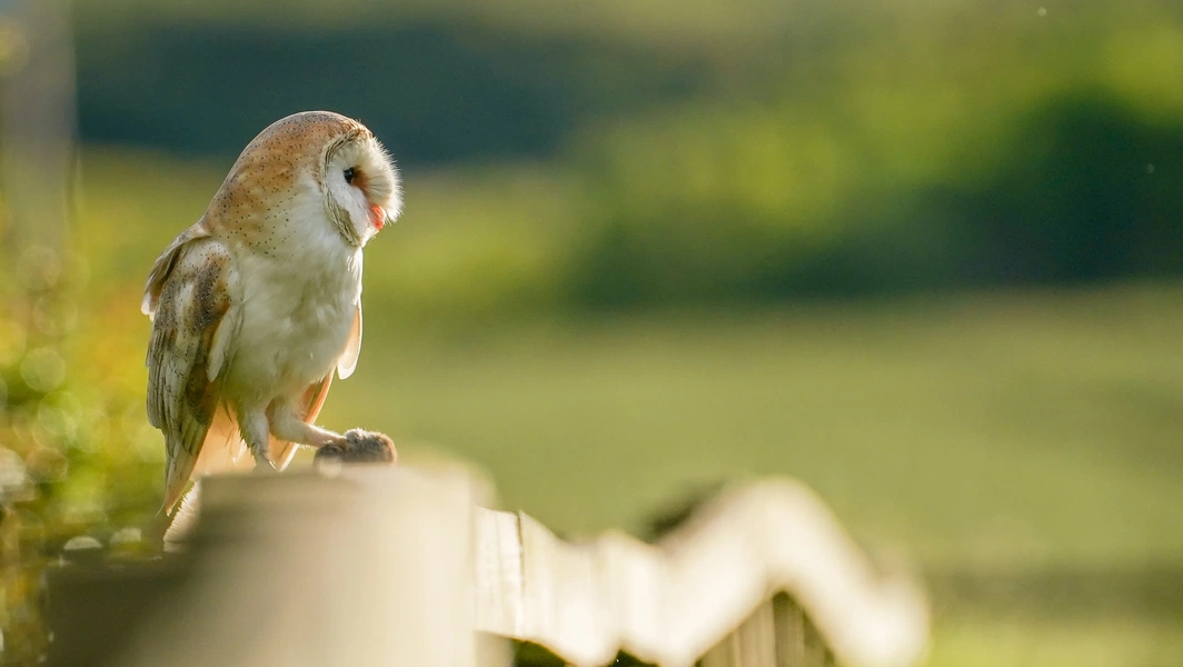 Owls’ ecological, cultural, and practical significance