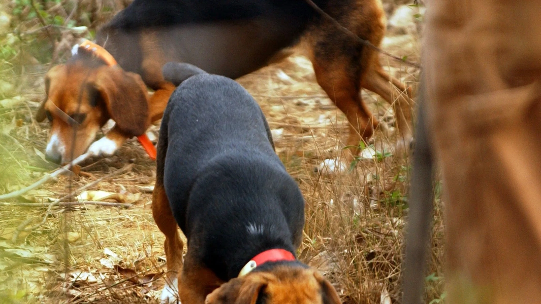 Beagles: History, traits, and cultural impact