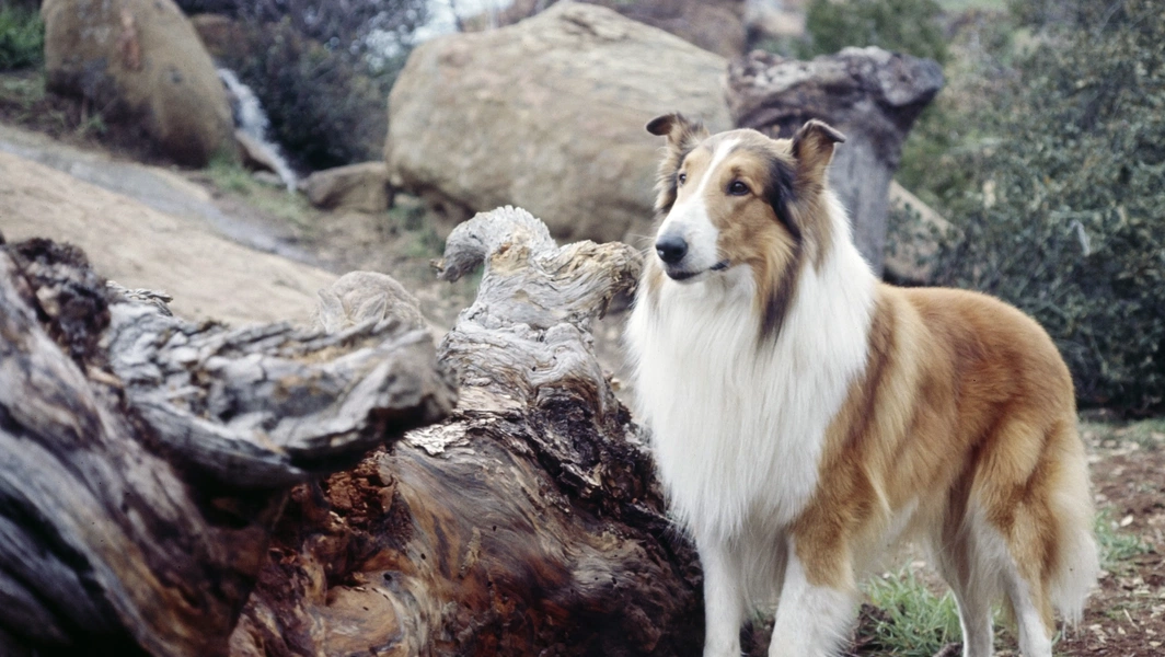18 beloved animal companions in pop culture
