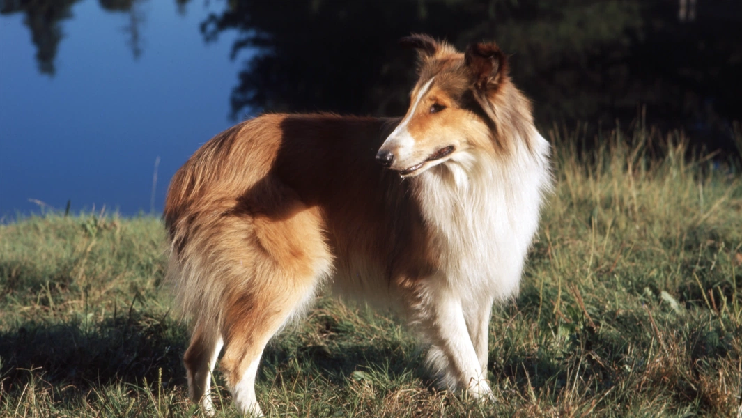 18 beloved animal companions in pop culture