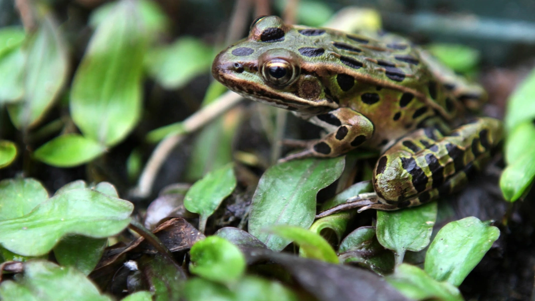 8 animals with unusual defense mechanisms