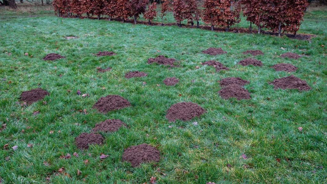 7 common yard habits that attract moles