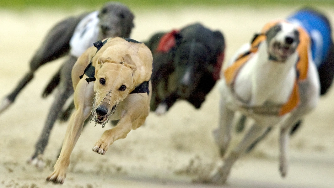 11 fastest dog breeds and their top speeds