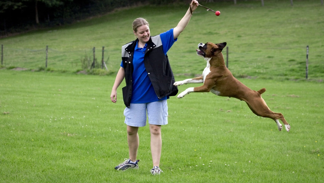 6 loyal and protective family dog breeds