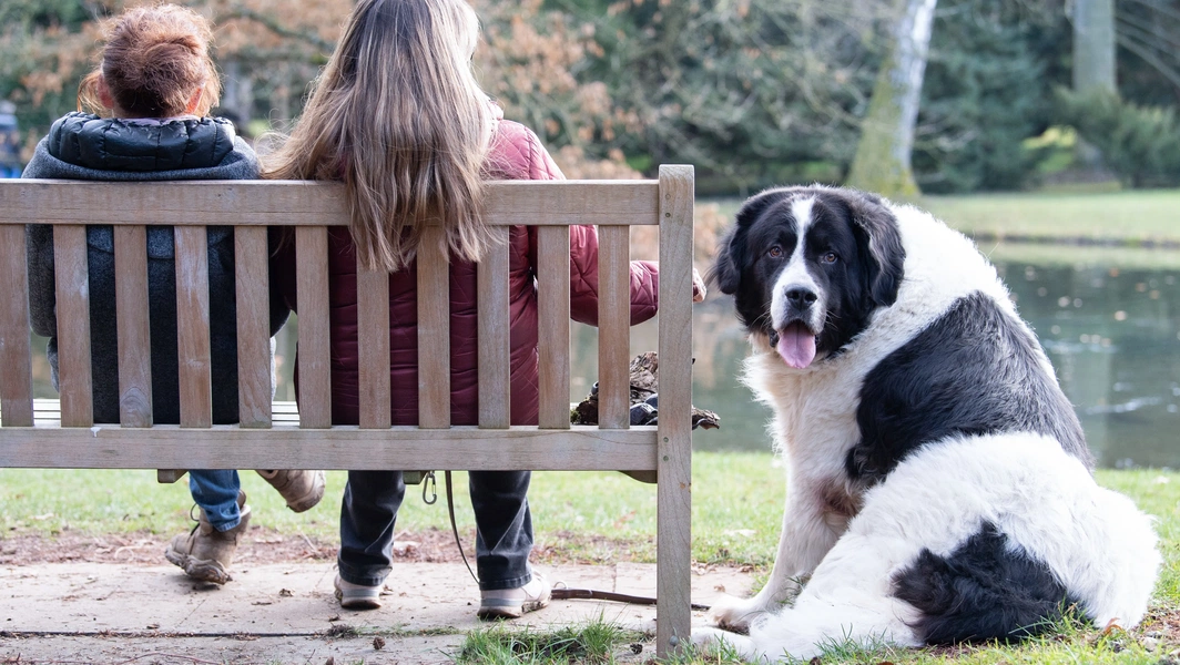 16 gentle giant dog breeds for families