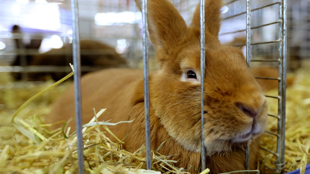 Giant rabbit breeds, records, and care needs