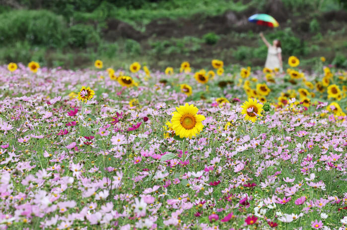 Sunflowers, cosmos