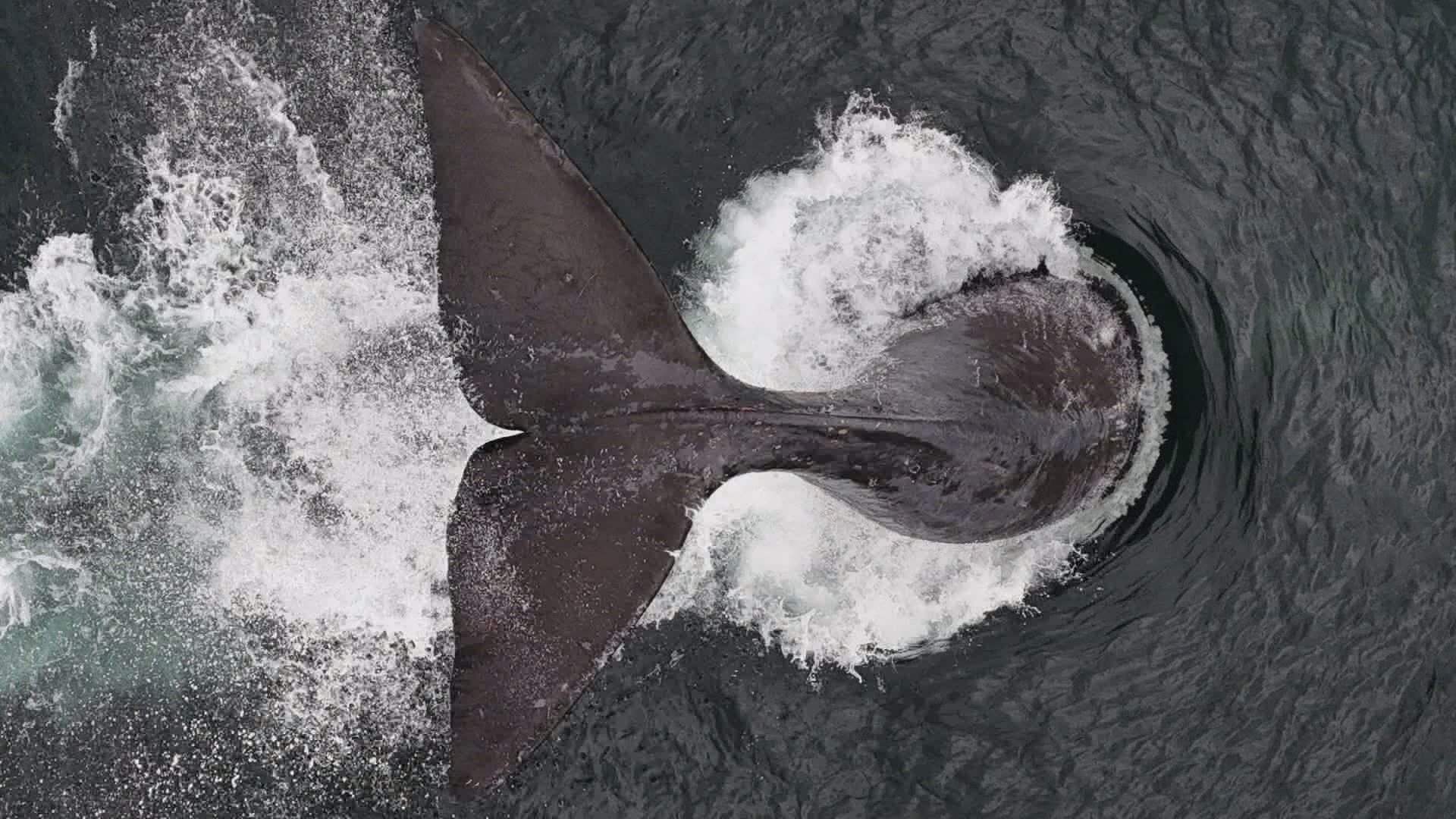 Researchers astonished by spotting of rare whale off Vancouver Island