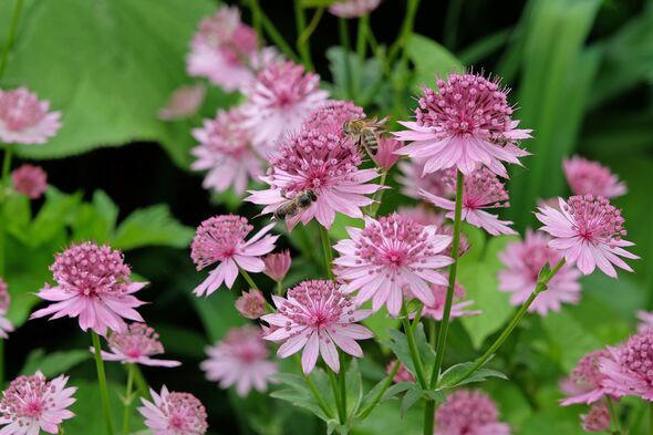 'Beautiful' flower is easy to care for and blooms in gardens all summer ...