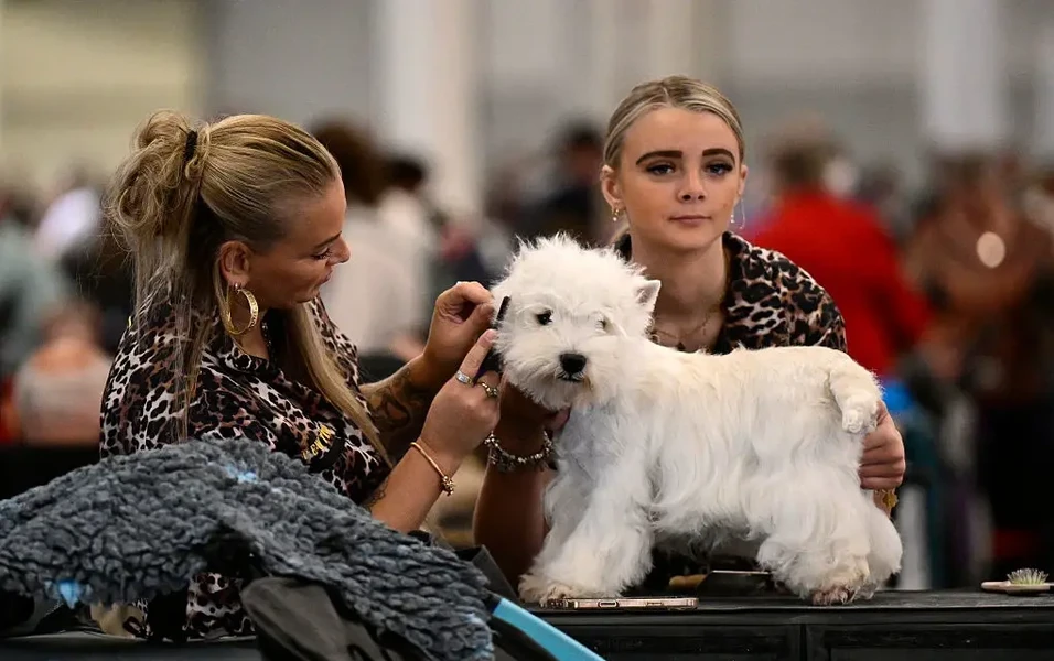 Experts urge Westie owners to plan travel with breed’s health in mind