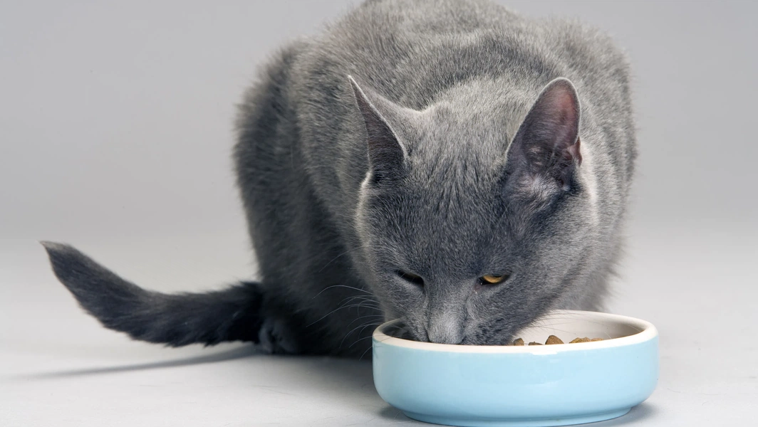 Feeding cats for optimal health