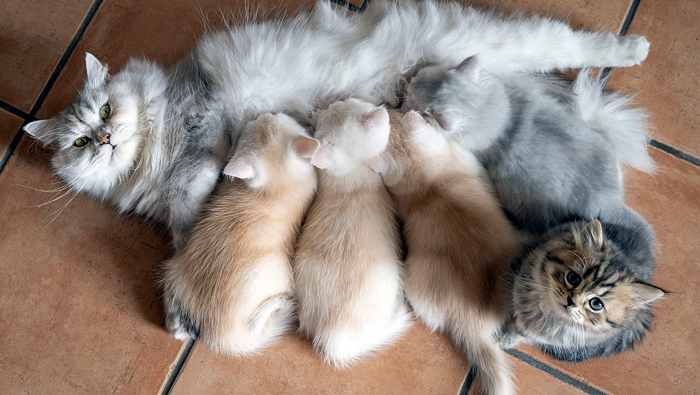 Understanding common cat behaviors