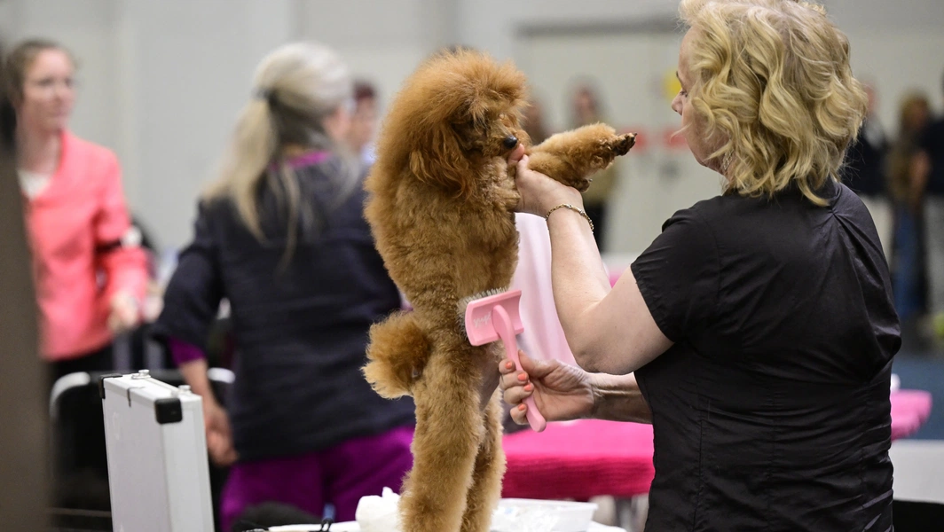 Poodle history, care, and characteristics