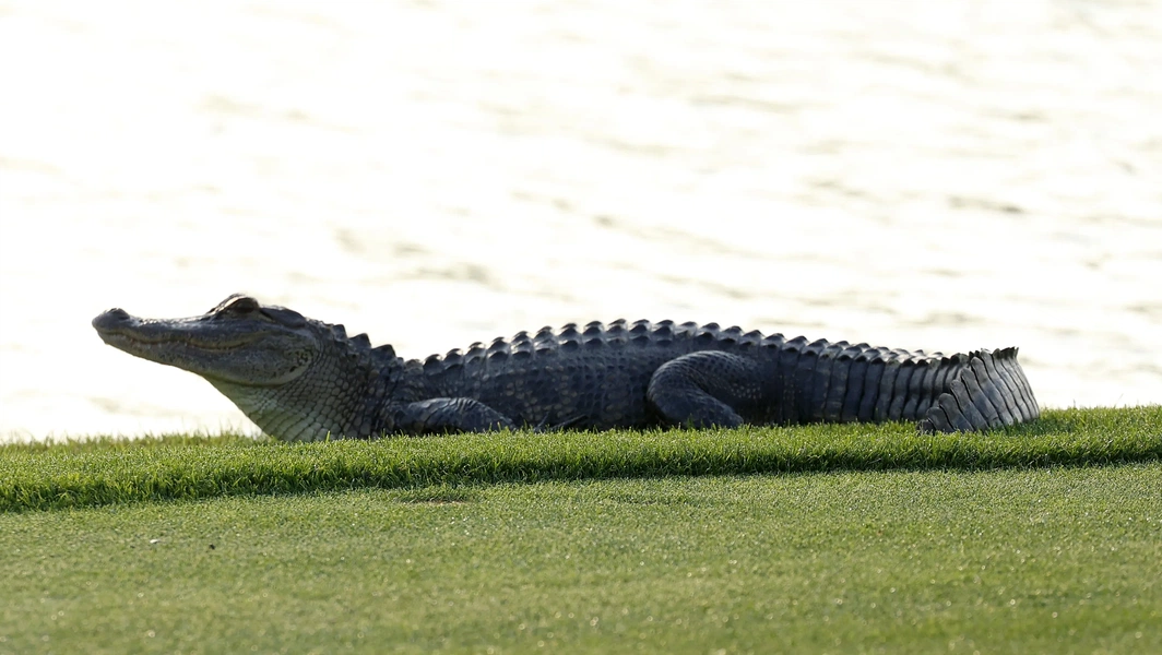 4 wild alligator encounters on Florida golf courses