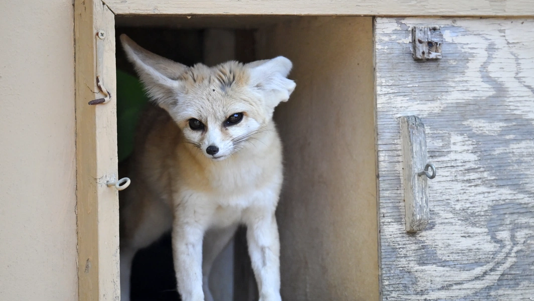 10 fascinating exotic pets and their unique needs