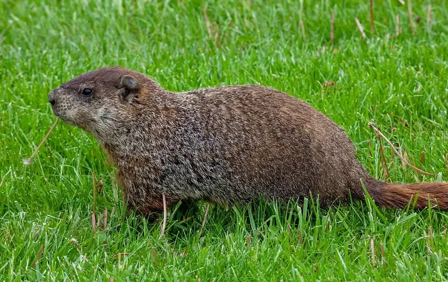 Groundhog-proof your yard the kind way