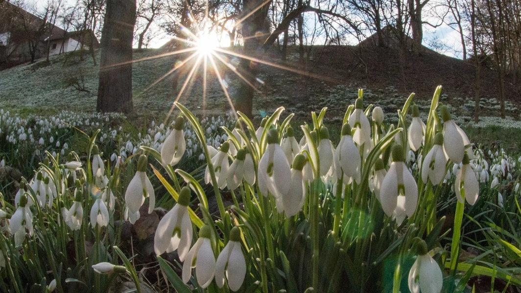 16 colorful flowers to plant this spring
