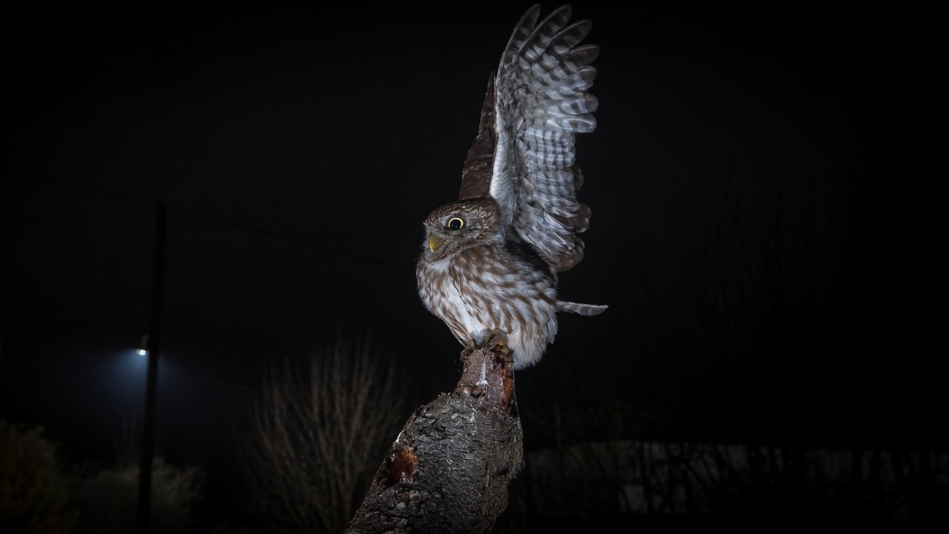 Camera trap setup for a nocturnal owl encounter