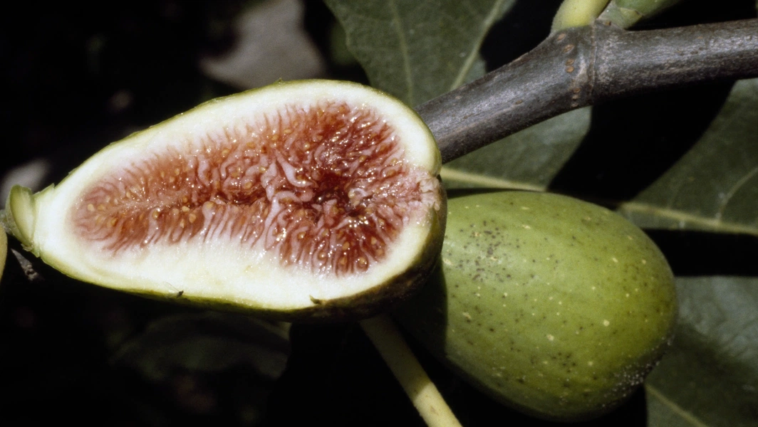 The complex mutualism of figs and fig wasps