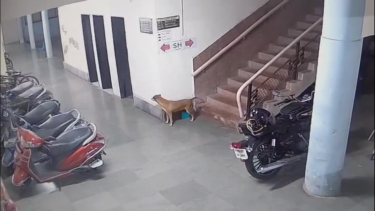 CCTV captures leopard's deadly midnight hunt inside IIT Bombay campus