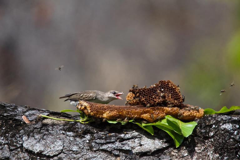 Real-life 'Timon and Pumbaa' found in wild animal cooperations