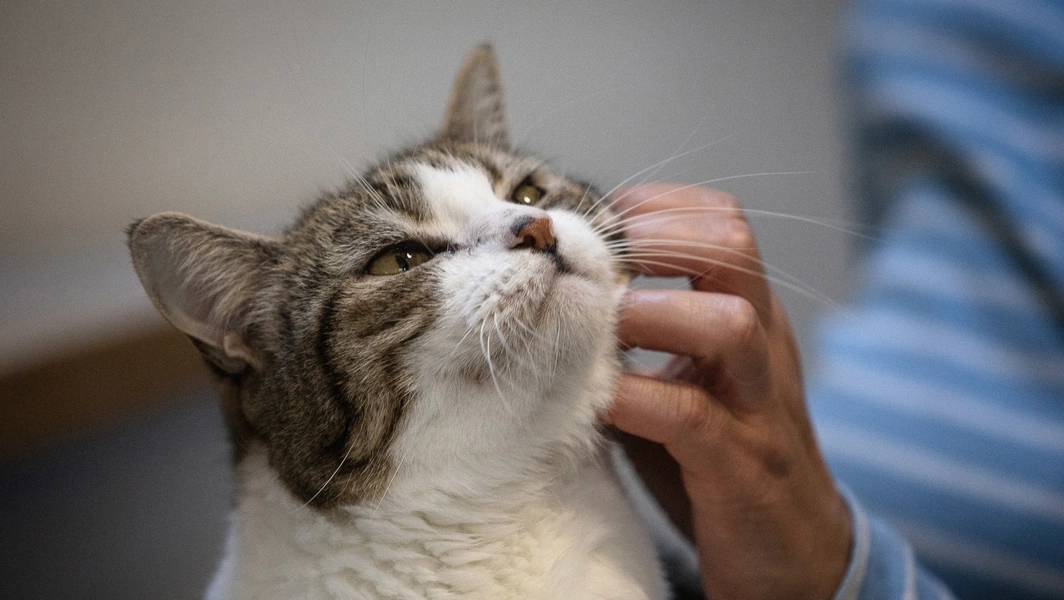 Understanding cat body language and communication