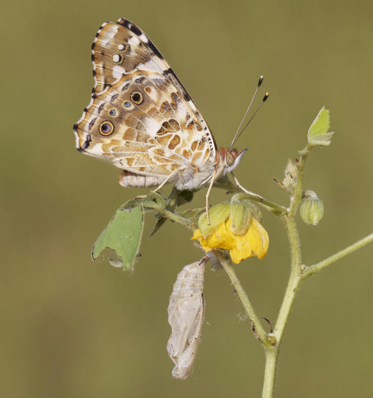 La mariposa que desafía continentes: 7.000 kilómetros de vuelo y una ...