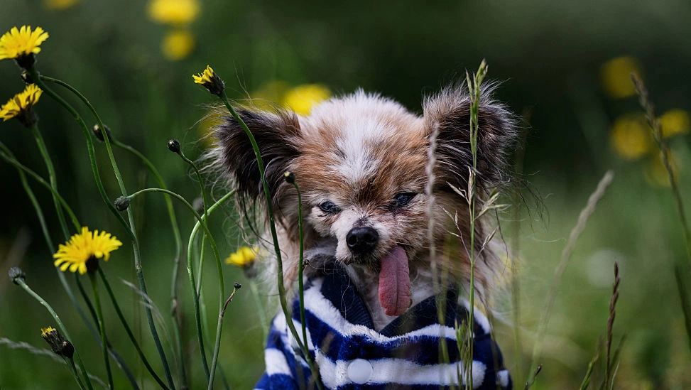 10 small dog breeds with big personalities