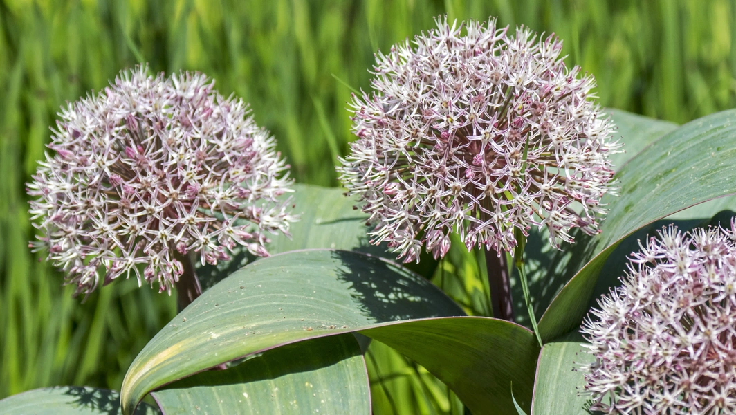 10 natural scents that deter squirrels and chipmunks