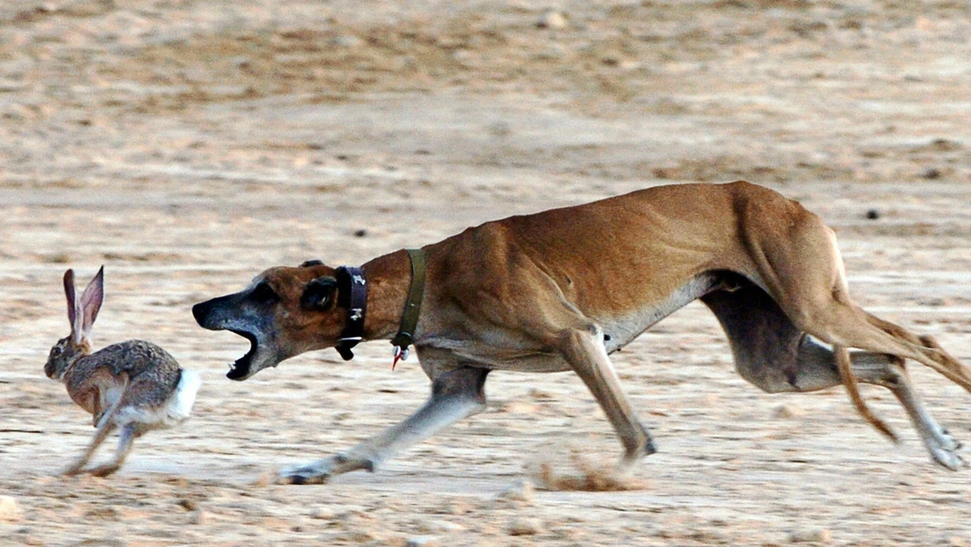 11 ancient dog breeds with enduring legacies